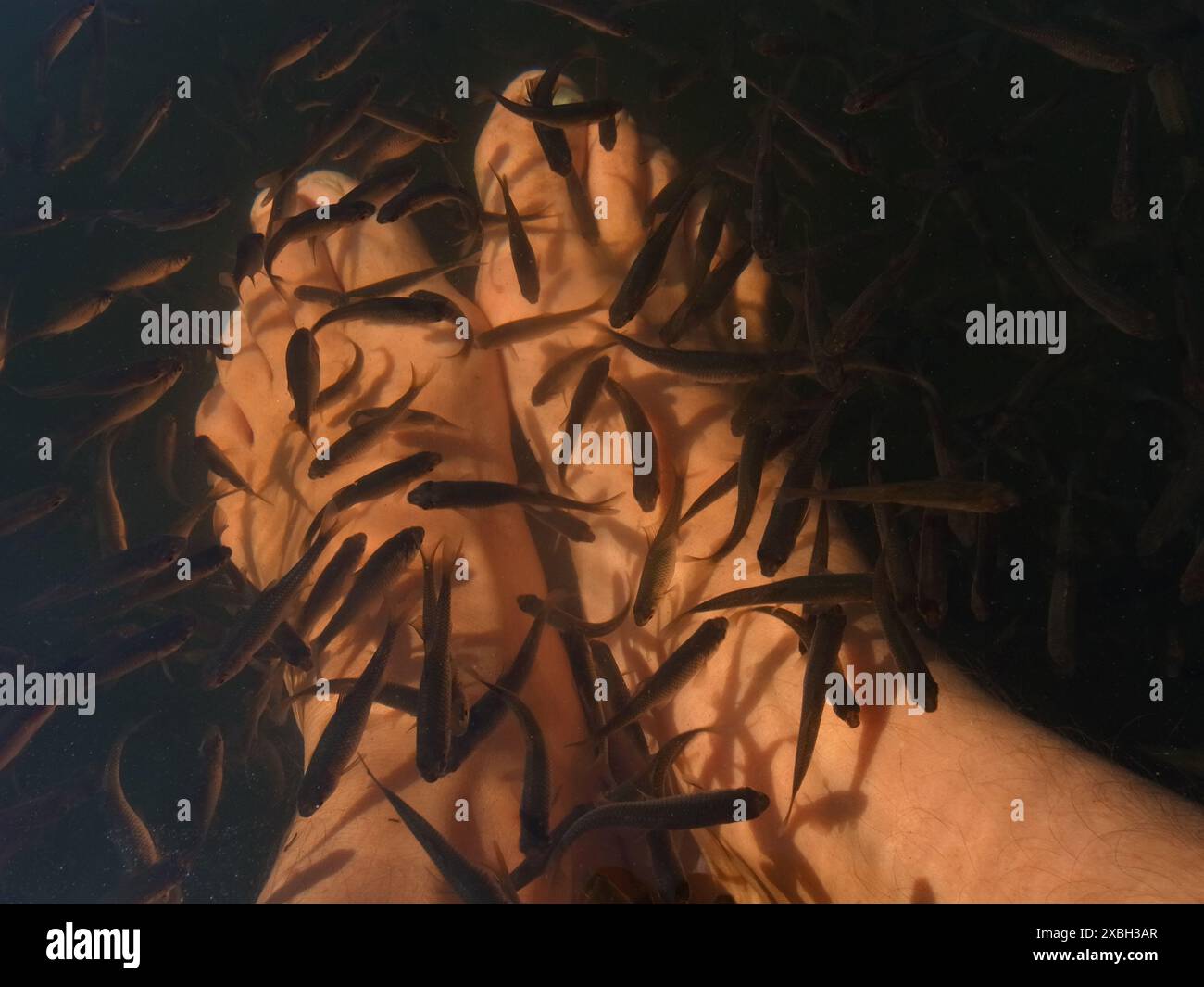 Fish with feet hi-res stock photography and images - Alamy