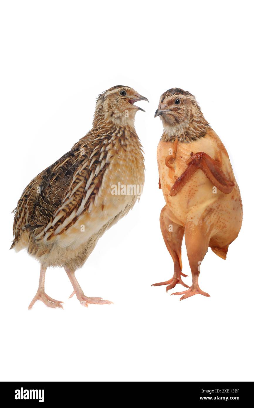 quails without feathers on a white background Stock Photo - Alamy