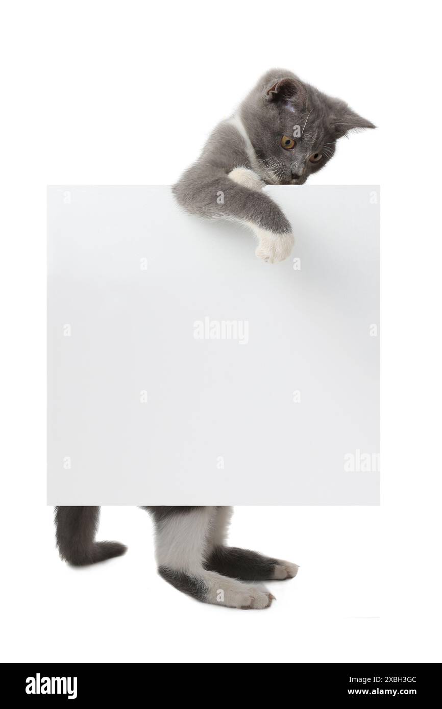 Macro cat nose Cut Out Stock Images & Pictures - Alamy