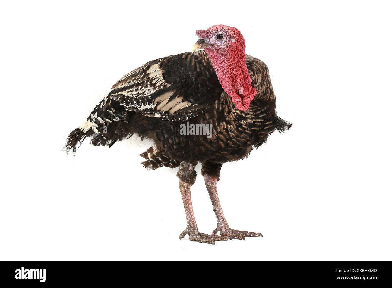 Turkey isolated on a white background Stock Photo - Alamy
