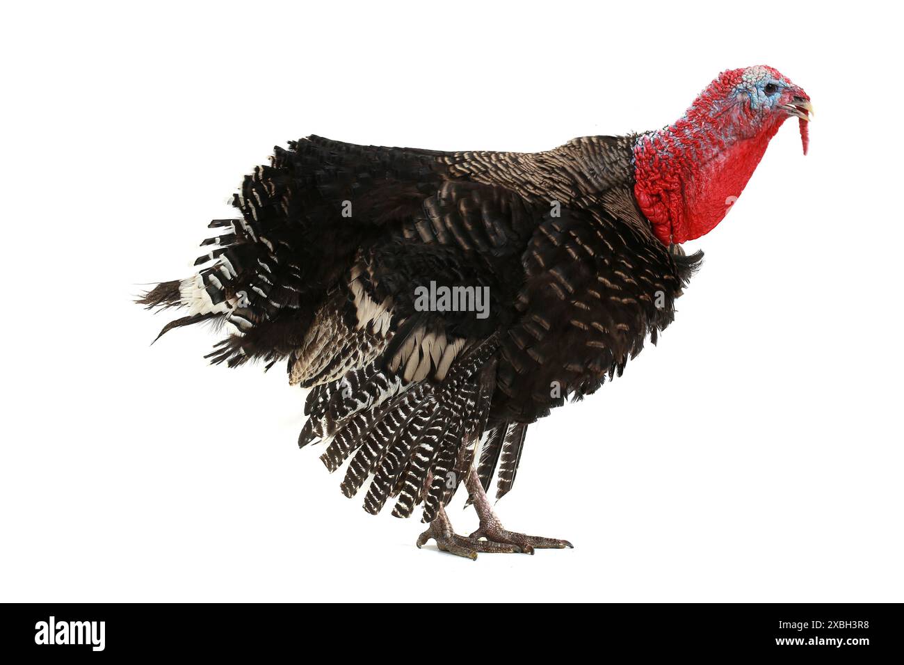 Turkey isolated on a white background Stock Photo - Alamy