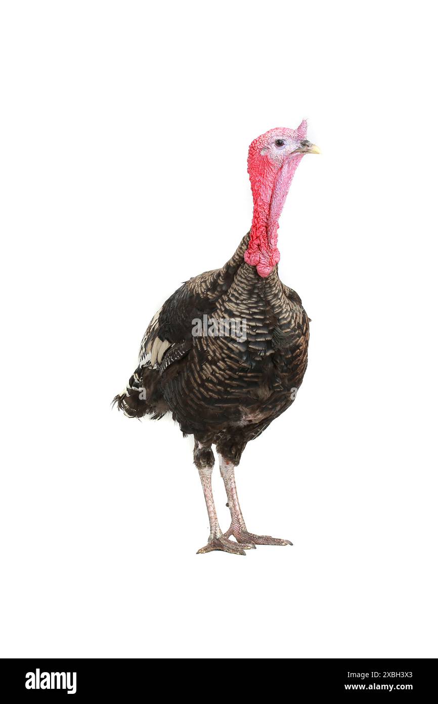 Turkey isolated on a white background Stock Photo - Alamy