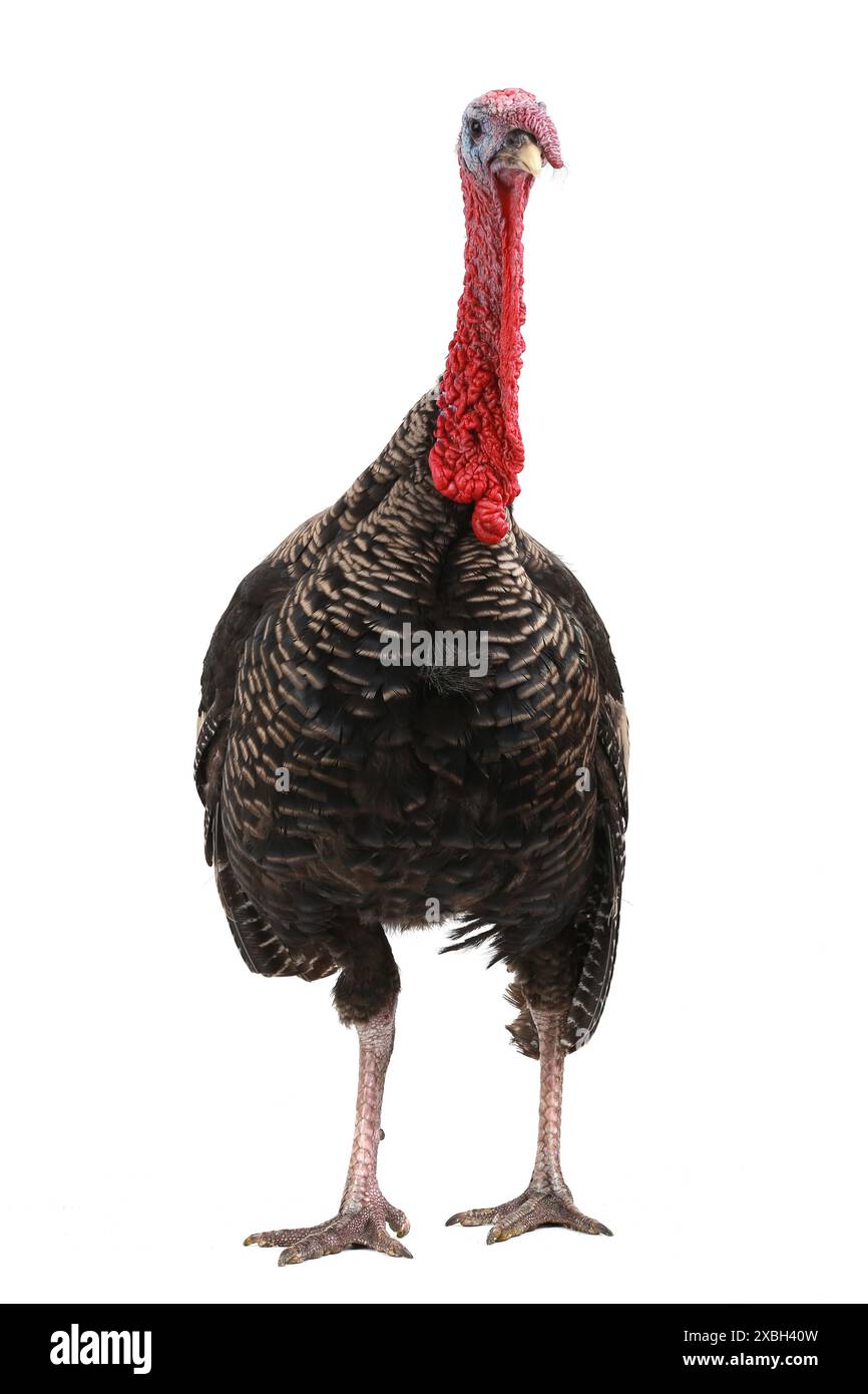 Turkey isolated on a white background Stock Photo - Alamy