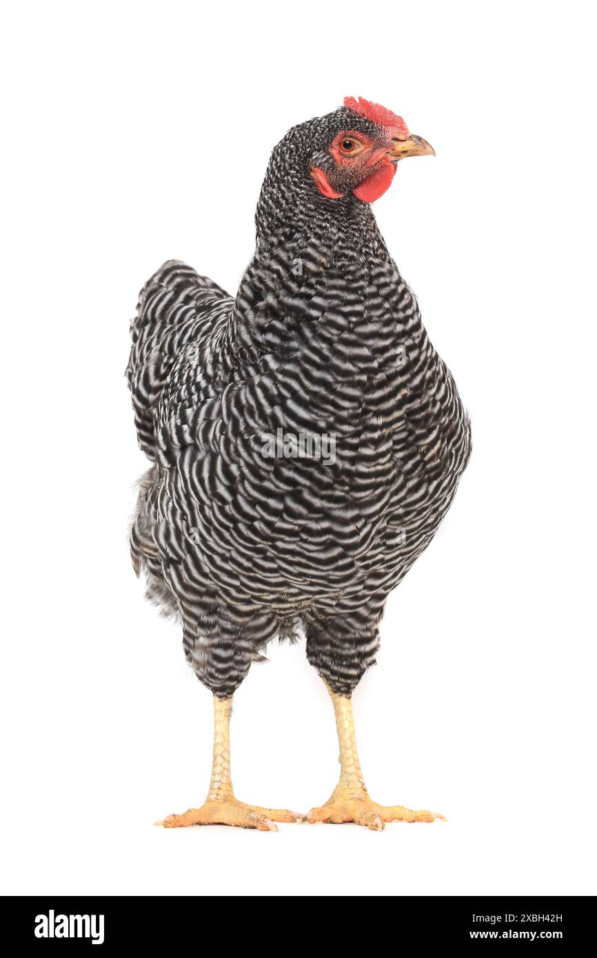 Grey hen isolated on hi-res stock photography and images - Alamy
