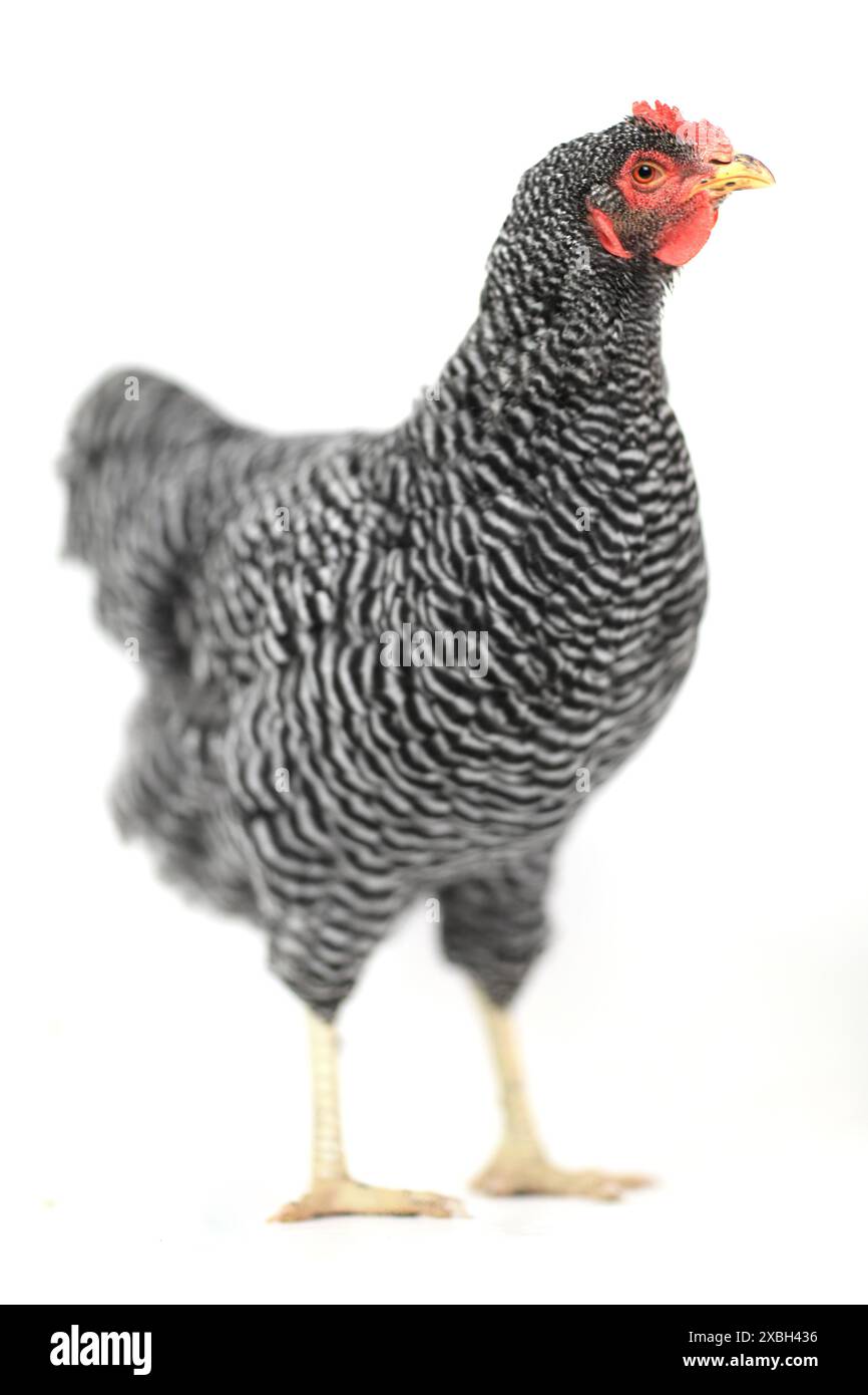 Grey hen isolated on hi-res stock photography and images - Alamy