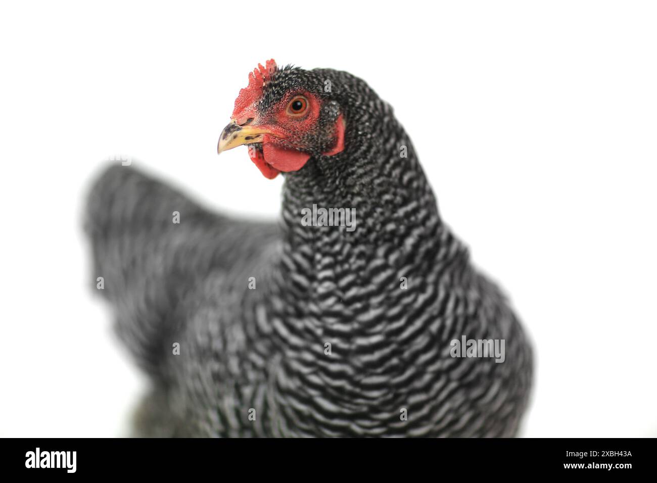 Grey hen hi-res stock photography and images - Alamy