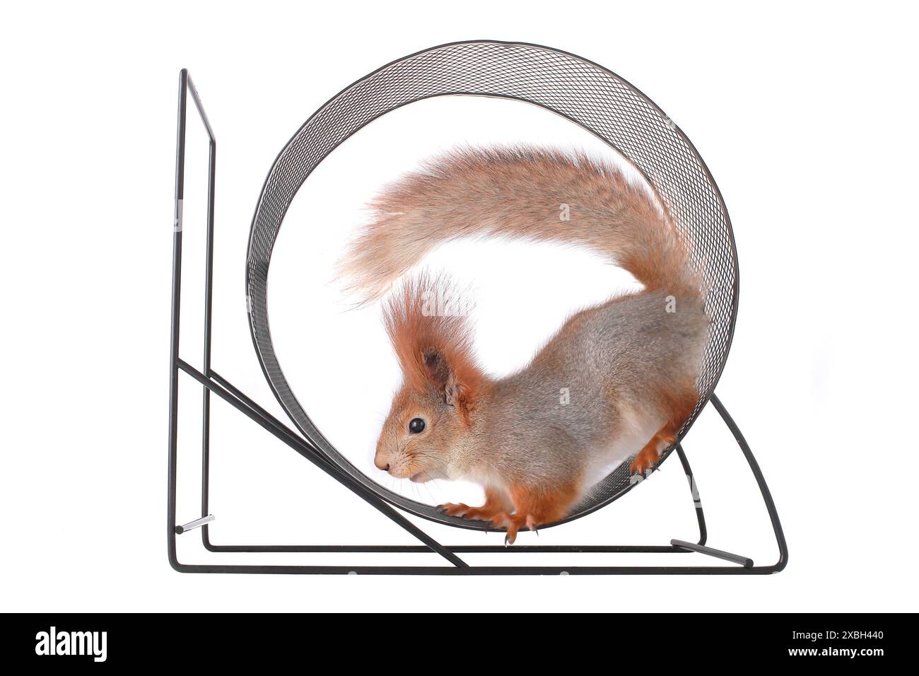 squirrel runs in a wheel on a white background Stock Photo - Alamy