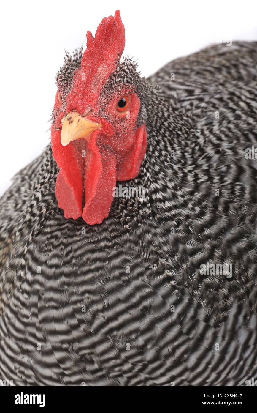 Real rooster hi-res stock photography and images - Alamy