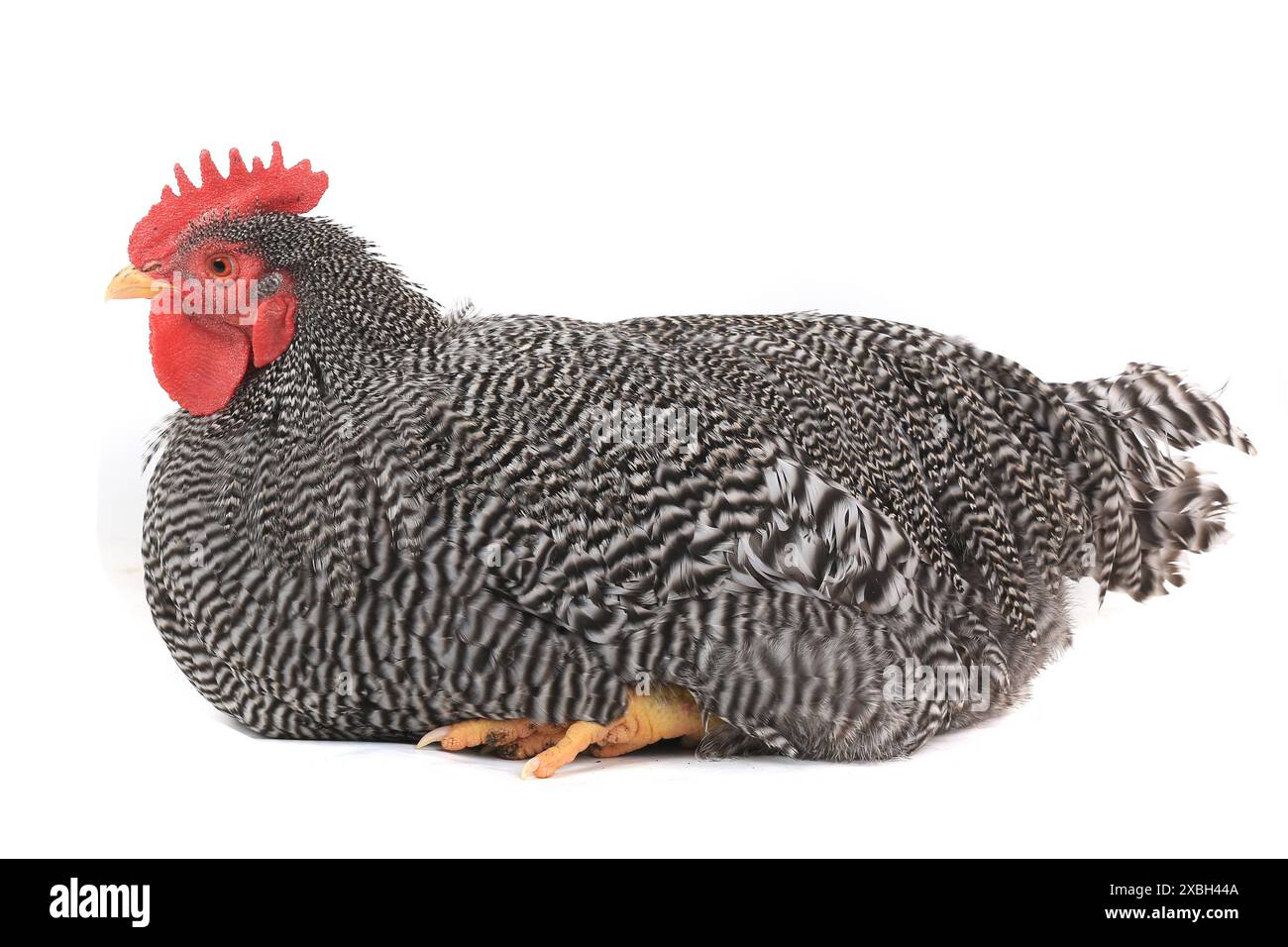 Rooster farm bird shot in studio on white Stock Photo - Alamy