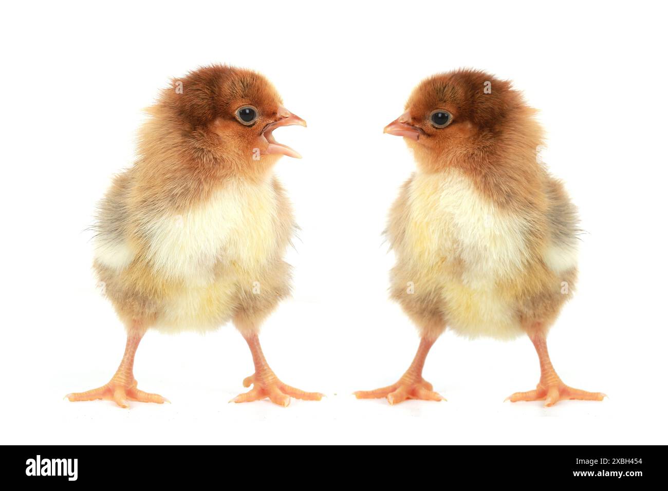 yellow chicken isolated on a white background Stock Photo - Alamy