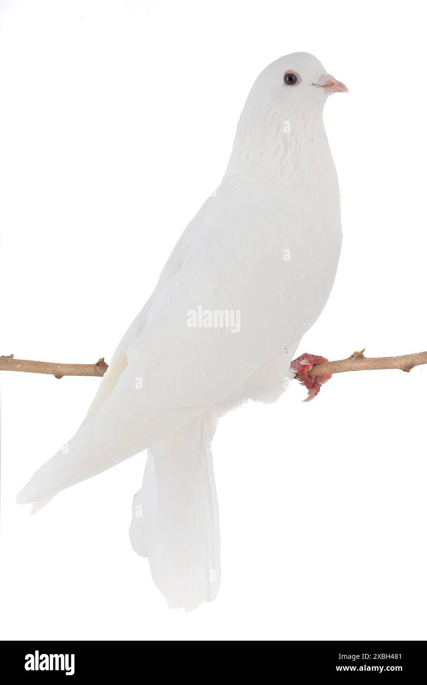 White cute dove Cut Out Stock Images & Pictures - Alamy