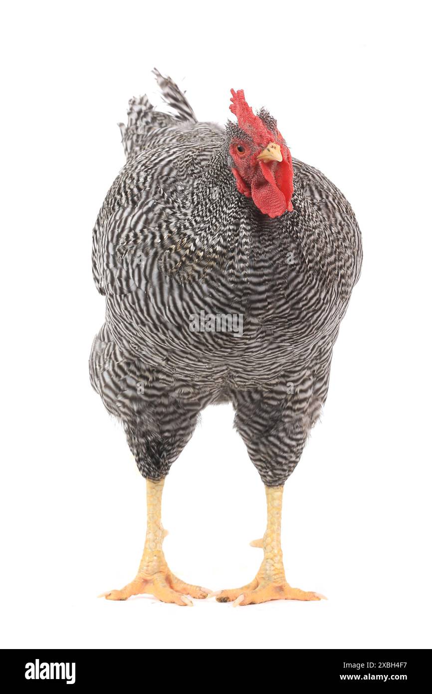 Rooster farm bird shot in studio on white Stock Photo - Alamy