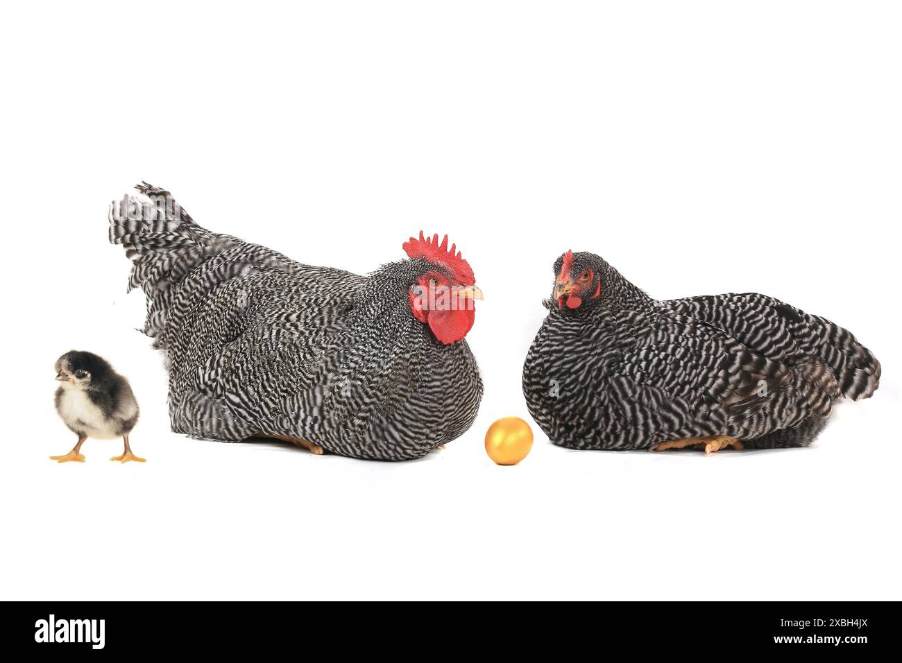 yellow chicken isolated on a white background Stock Photo - Alamy
