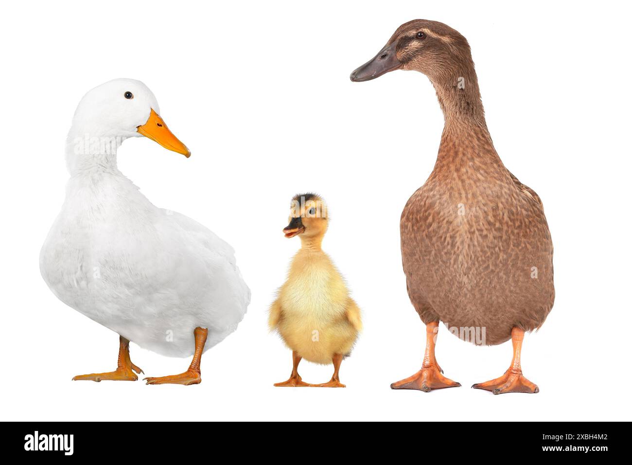 Three little ducks hi-res stock photography and images - Alamy
