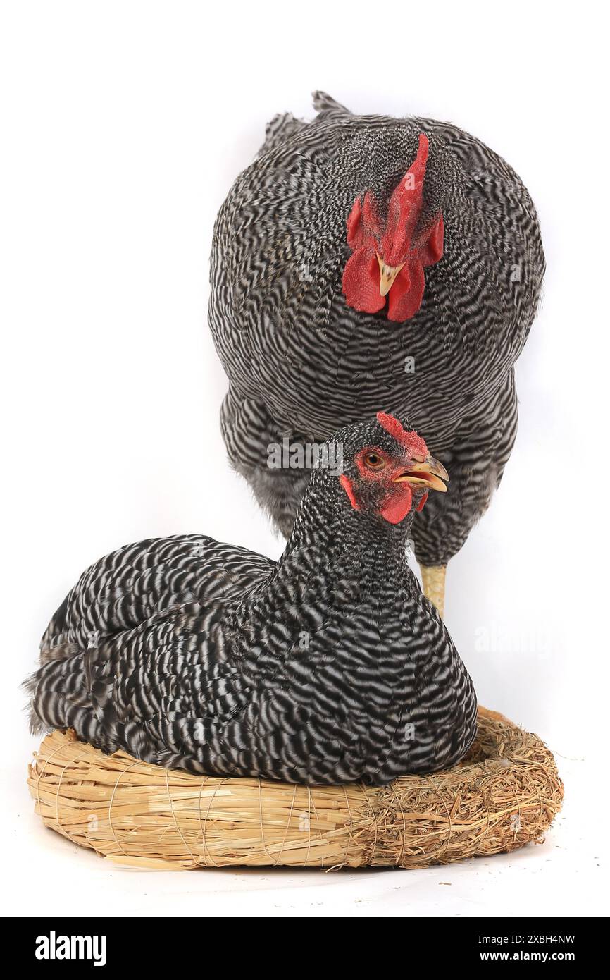 Single rooster Cut Out Stock Images & Pictures - Alamy