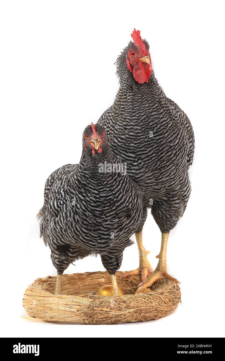 Rooster chicken near nest hi-res stock photography and images - Alamy