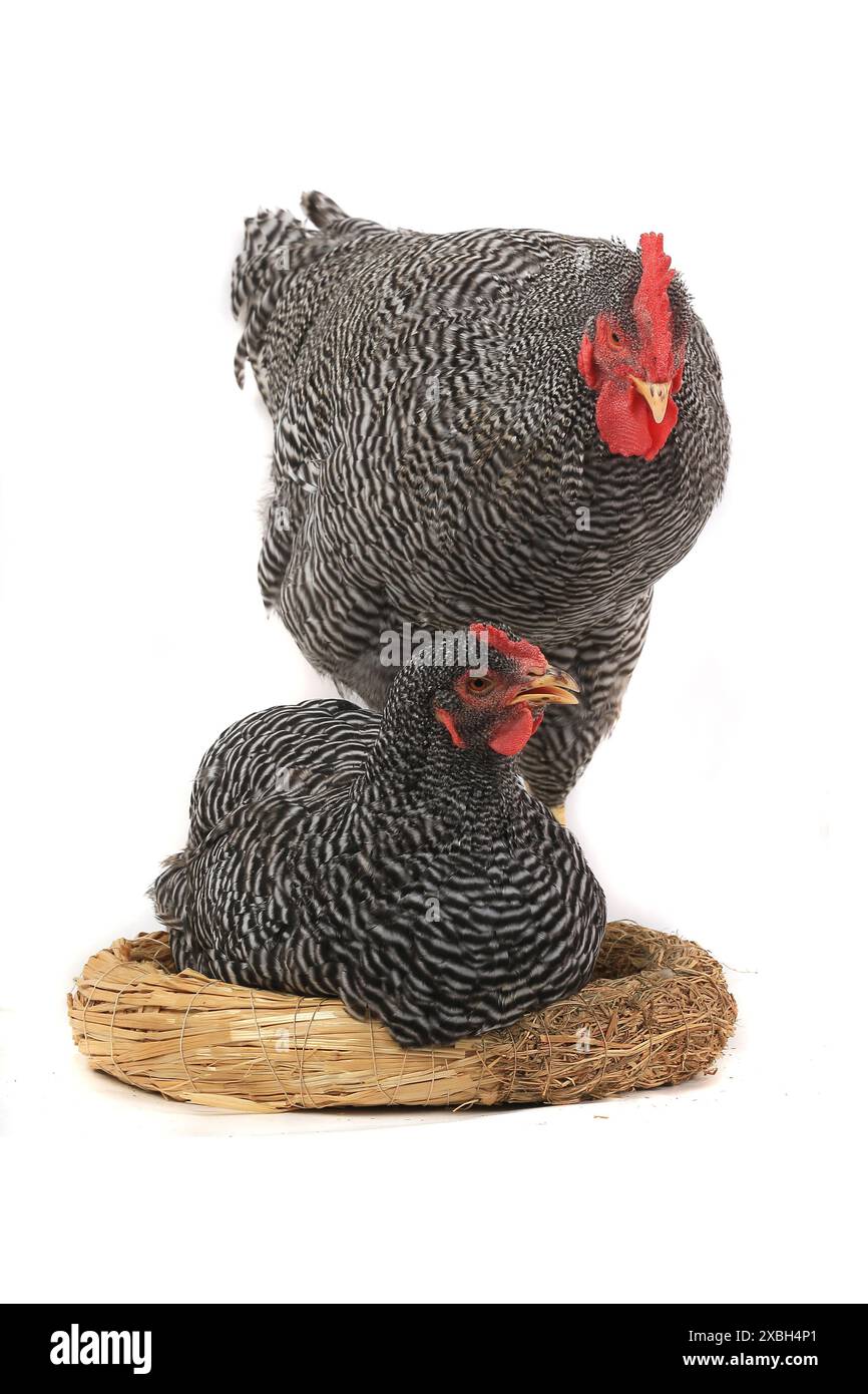 Single rooster Cut Out Stock Images & Pictures - Alamy