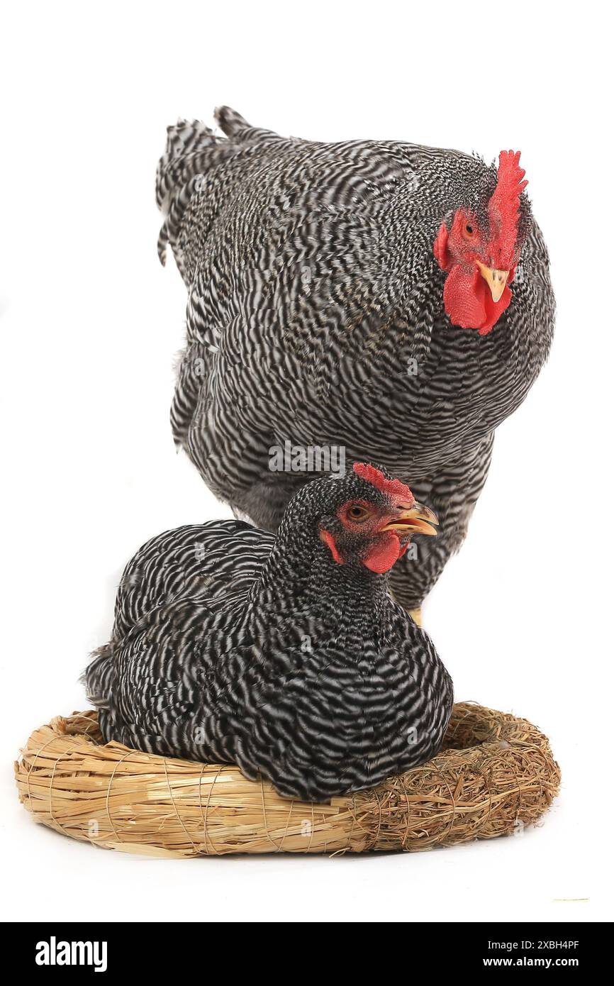 Rooster chicken near nest hi-res stock photography and images - Alamy