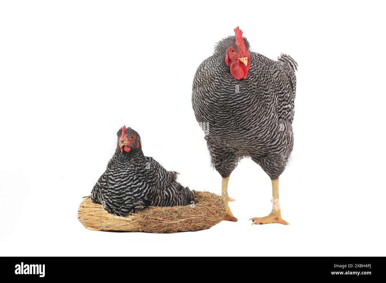 rooster and chicken and near a nest Stock Photo - Alamy
