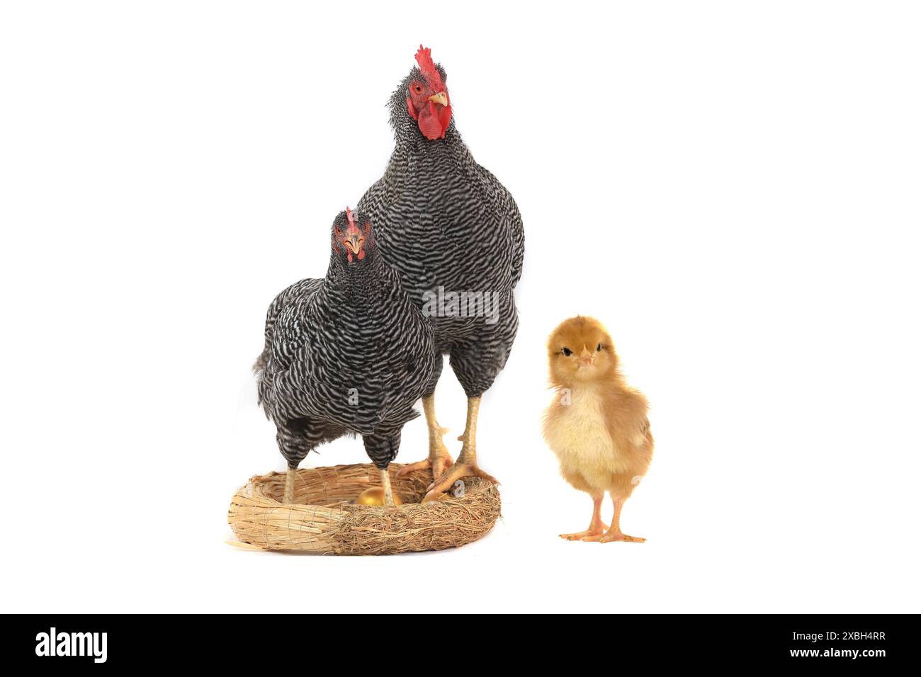 Single rooster Cut Out Stock Images & Pictures - Alamy
