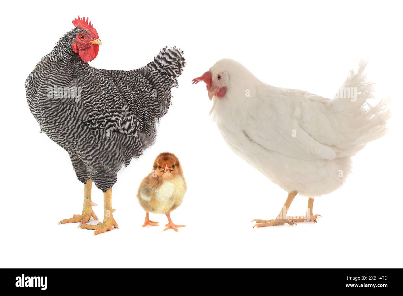 Baby rooster farm bird shot hi-res stock photography and images - Alamy