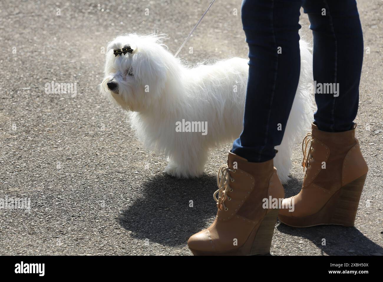 Beautiful white Bichon Maltese with feet of the woman Stock Photo - Alamy