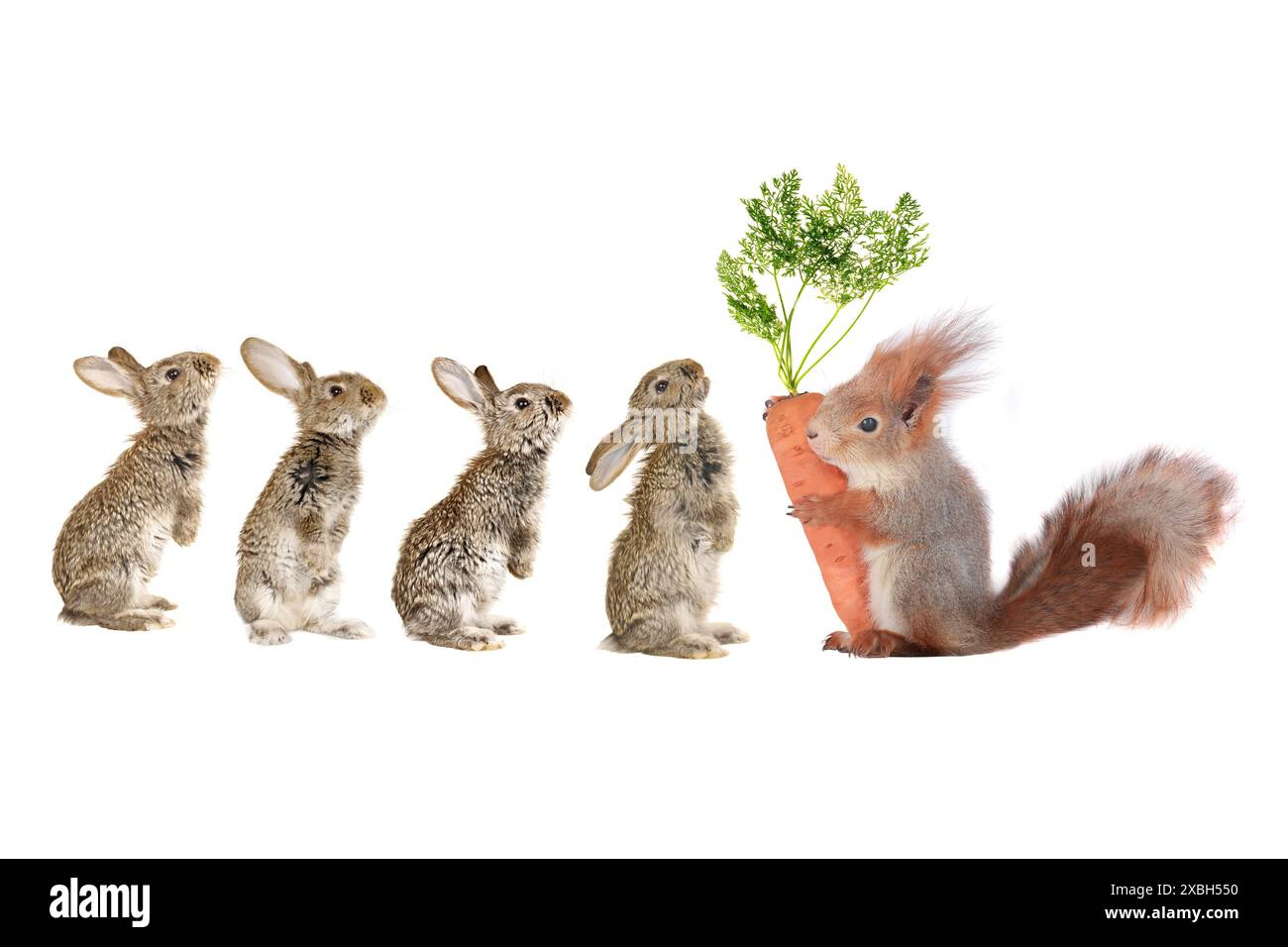 rabbit and gray squirrel with carrot Stock Photo - Alamy