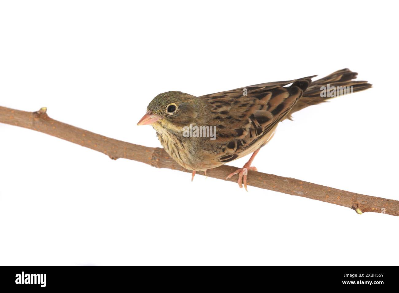Reed Bunting, in winter plumage (Emberiza schoeniclus Stock Photo - Alamy