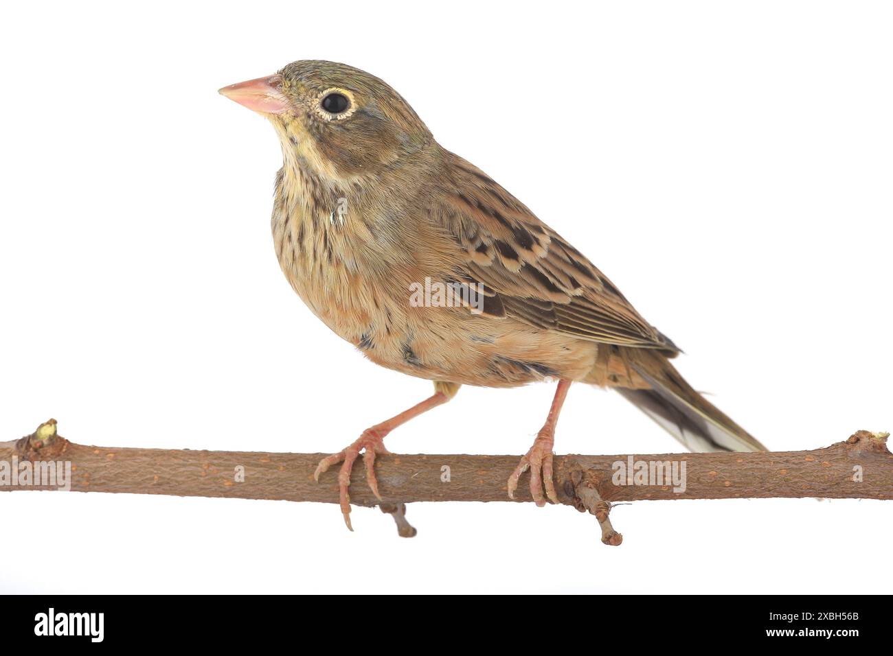 Reed Bunting, in winter plumage (Emberiza schoeniclus Stock Photo - Alamy