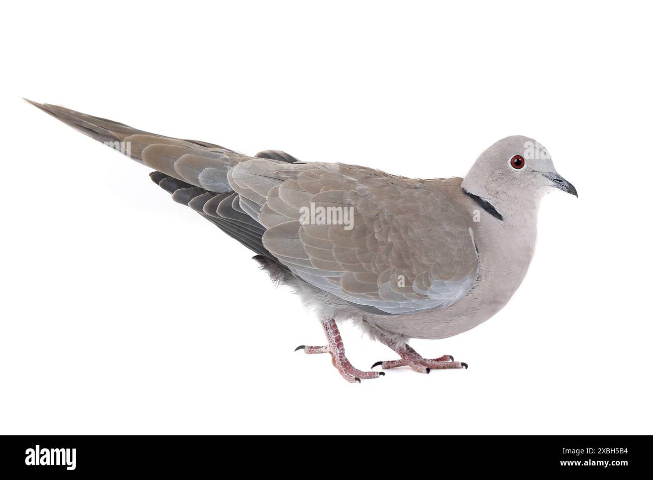 Collared dove bird Cut Out Stock Images & Pictures - Alamy
