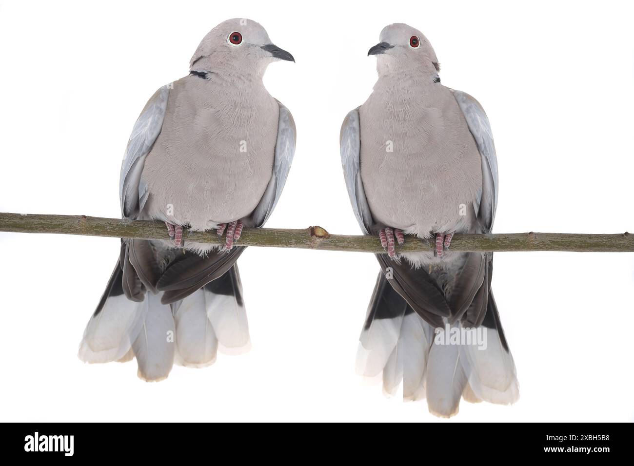 two eurasian collared dove on a white background Stock Photo - Alamy