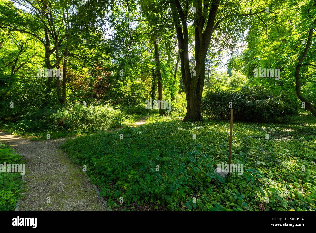University of sopron hi-res stock photography and images - Alamy