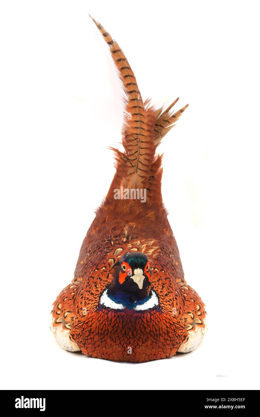 Pheasant in nature Cut Out Stock Images & Pictures - Alamy