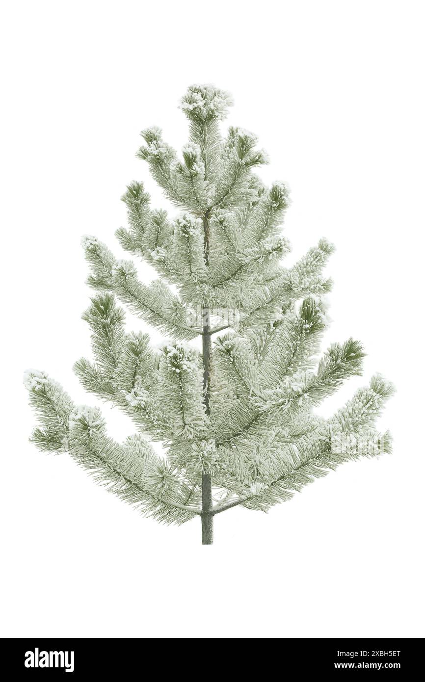 Frost snow on tree Cut Out Stock Images & Pictures - Alamy