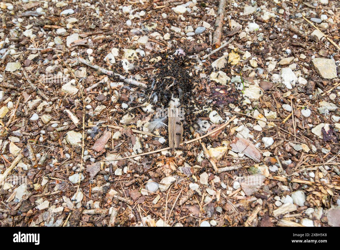 Dead black redstart (Phoenicurus ochruros) covered with Carpenter ants ...