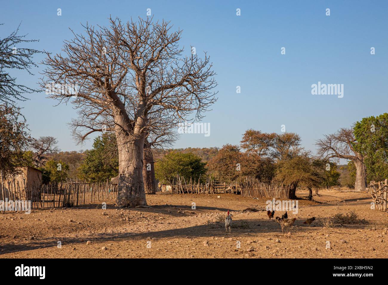Mozambique, Gaza, Pafuri, View of the Baobabs on the road from Pafuri ...