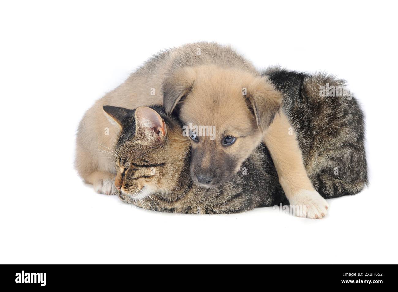Sad dog and cat Cut Out Stock Images & Pictures - Alamy