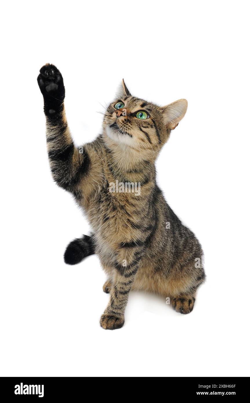 cat with the lifted paw Stock Photo - Alamy