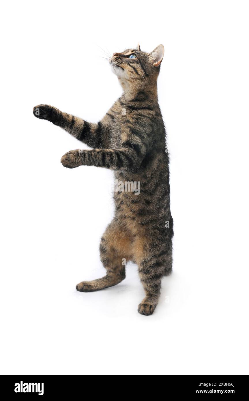 the cat costs on two paw Stock Photo - Alamy
