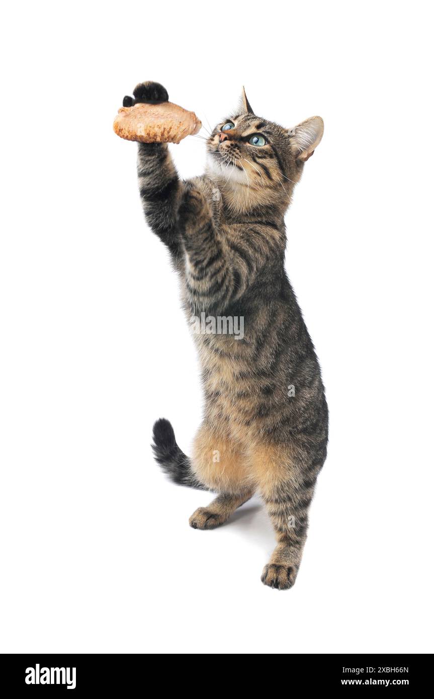 the cat costs on two paw Stock Photo - Alamy