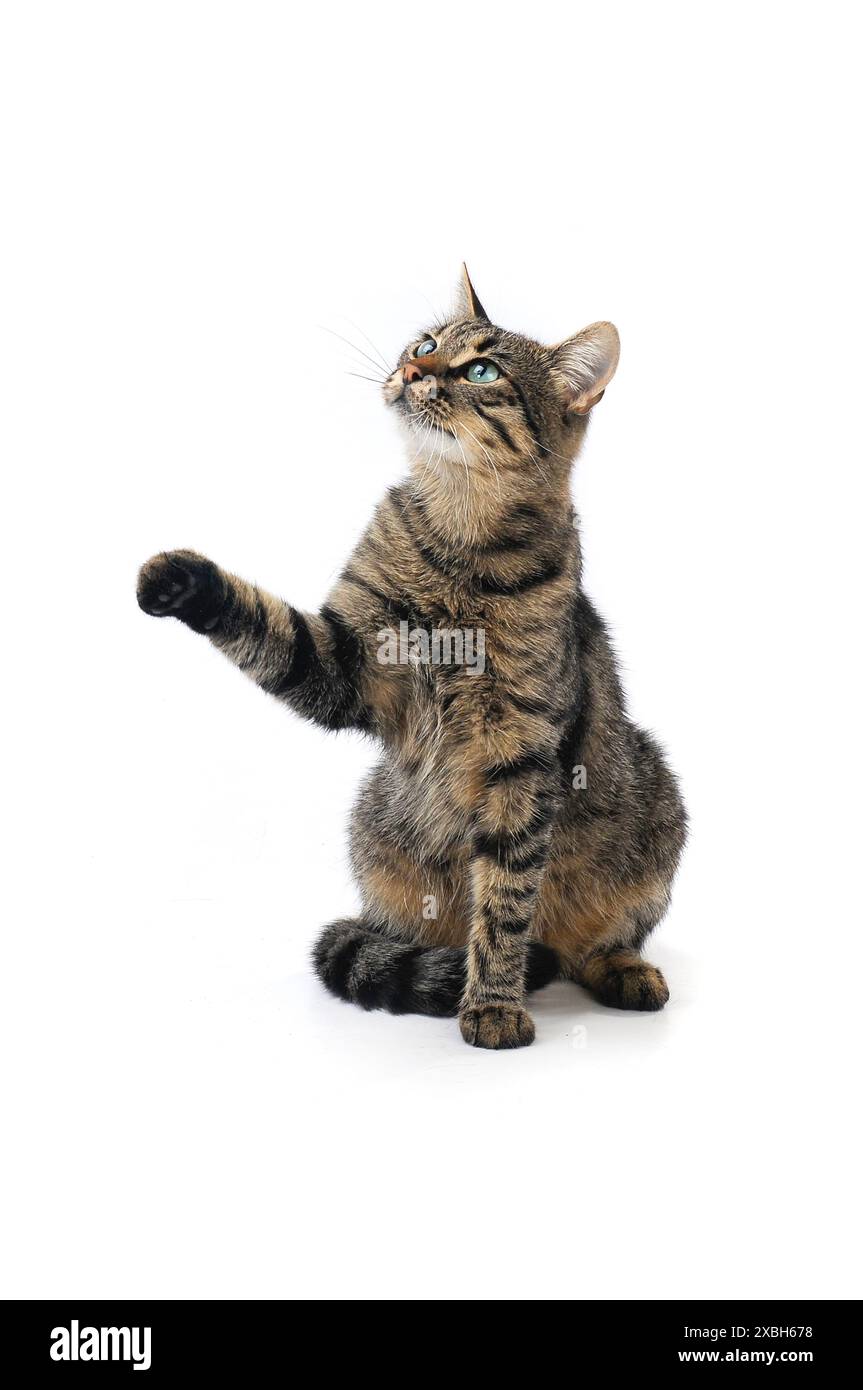 Cat paw hand Cut Out Stock Images & Pictures - Alamy