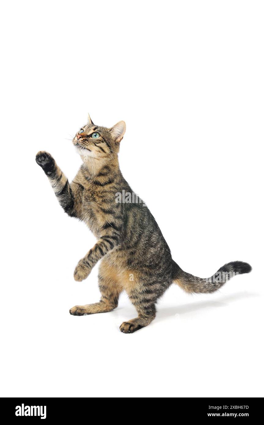 Cat paw hand Cut Out Stock Images & Pictures - Alamy