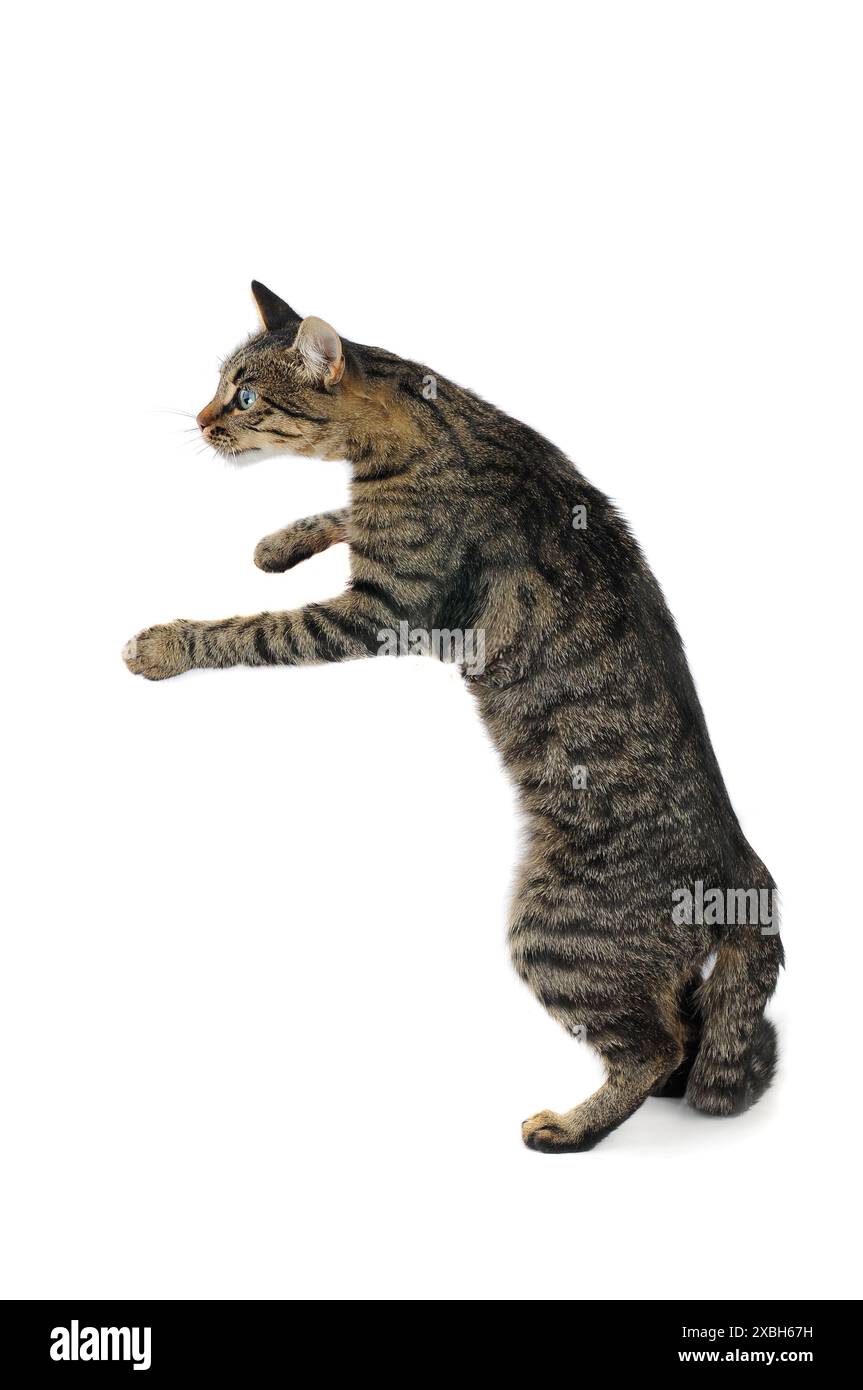 Cat paw hand Cut Out Stock Images & Pictures - Alamy