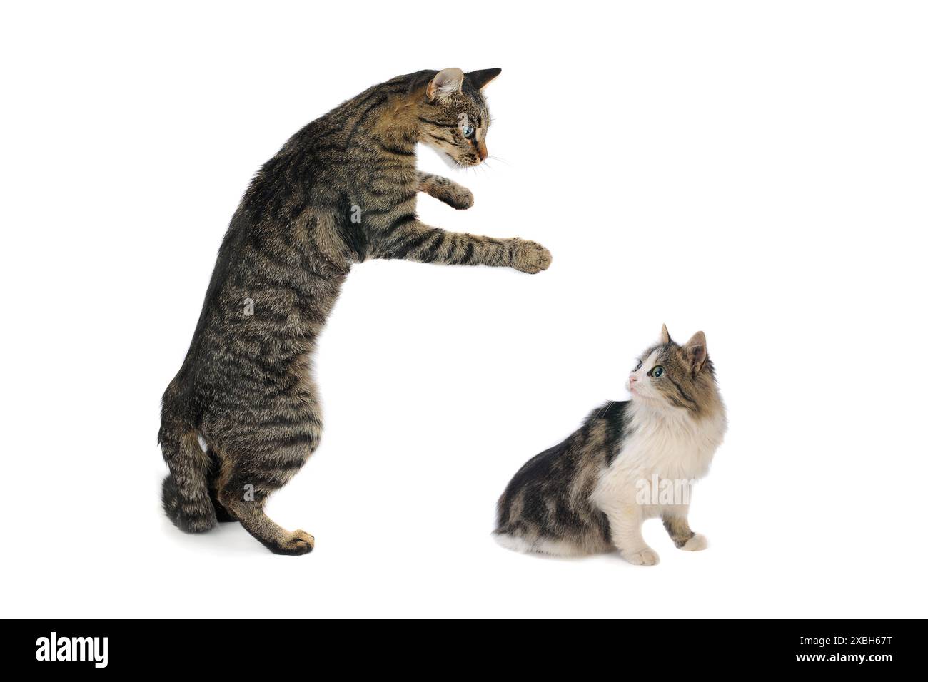 Cat with paw lifted hi-res stock photography and images - Alamy