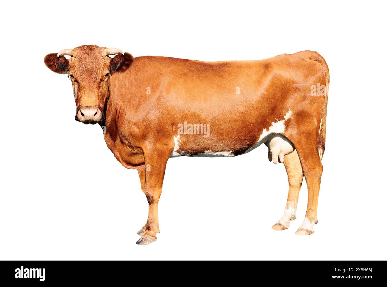 White cow front view Cut Out Stock Images & Pictures - Alamy