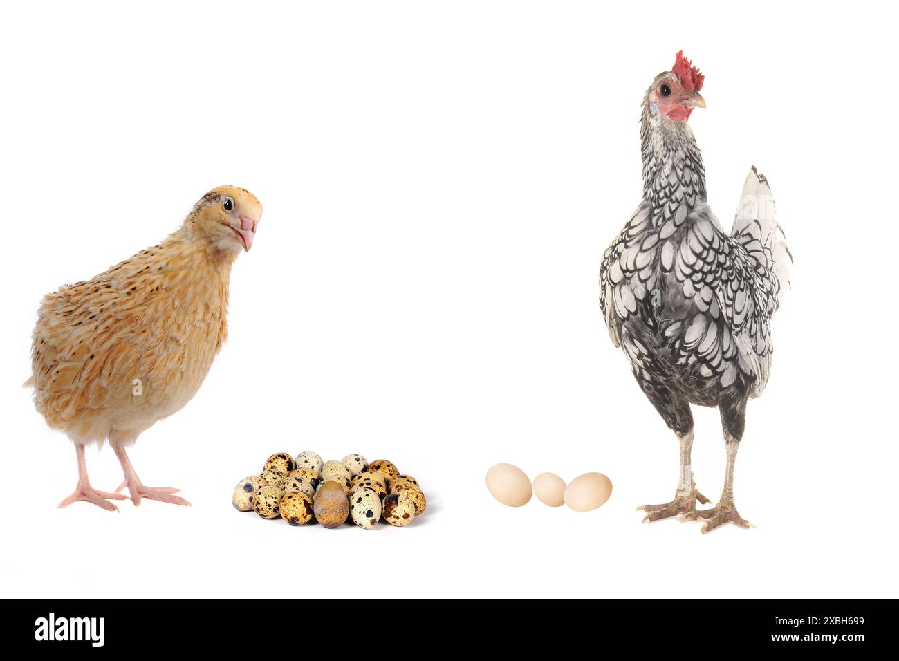 adult quail and hen isolated on white background Stock Photo - Alamy