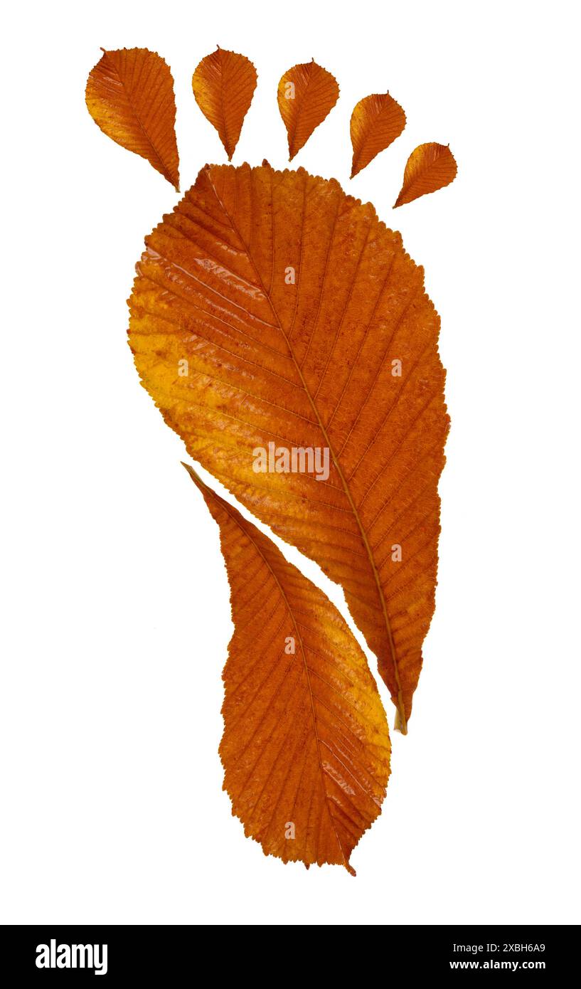 Foot Print from leaves on a white background Stock Photo - Alamy