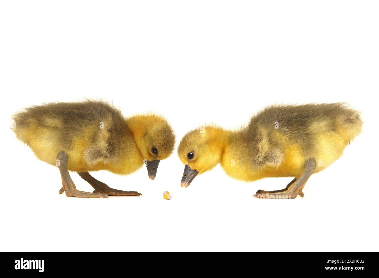 Duckling curiosity hi-res stock photography and images - Alamy