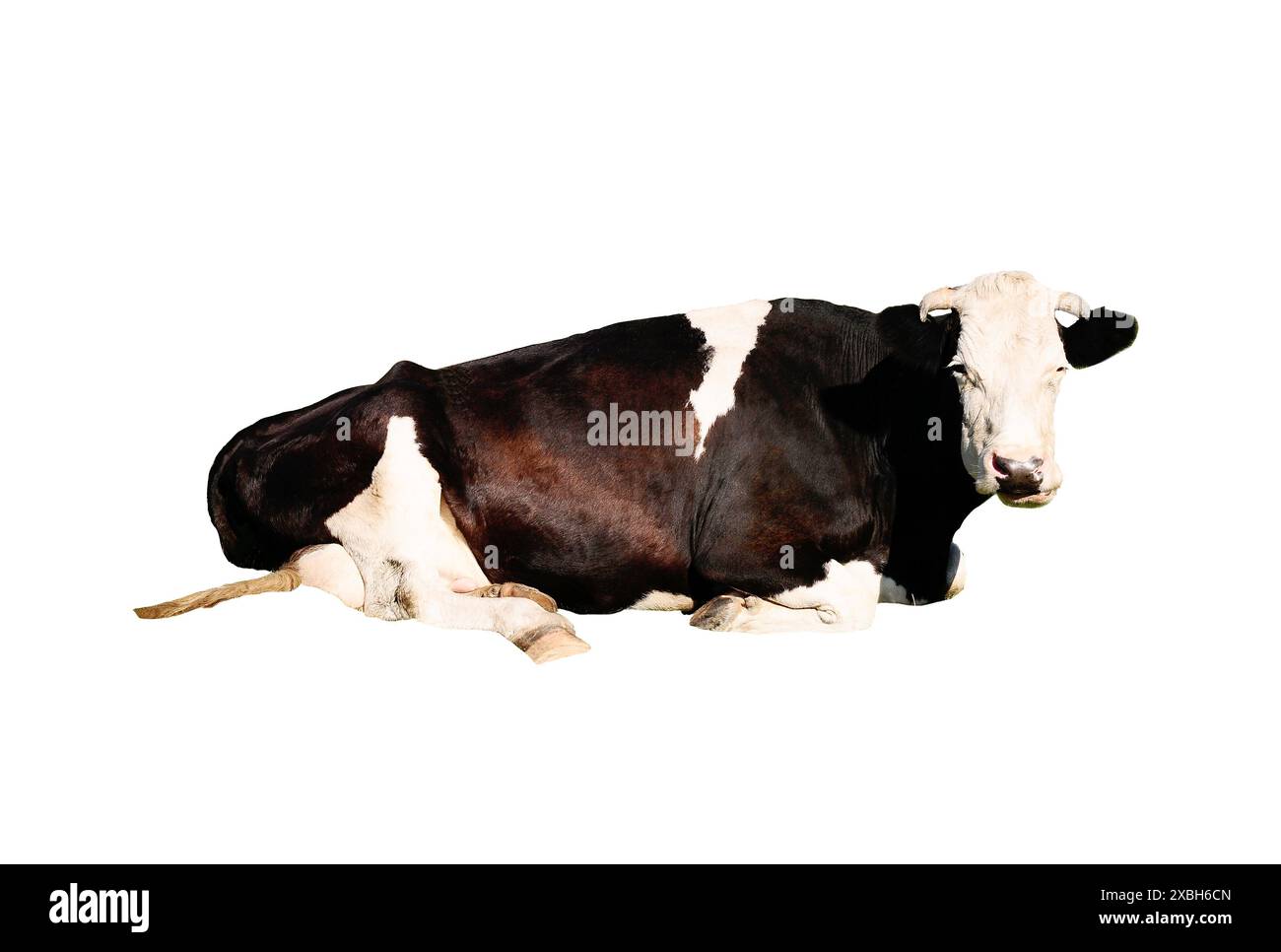 White cow front view Cut Out Stock Images & Pictures - Alamy