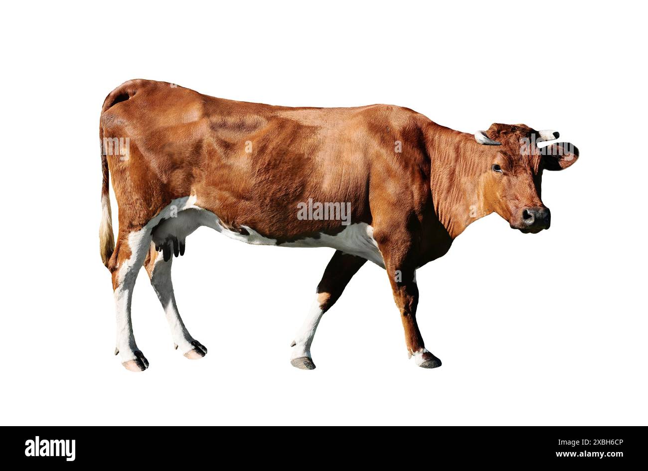 White cow front view Cut Out Stock Images & Pictures - Alamy